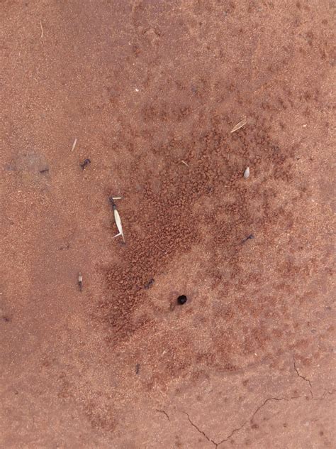 무료 이미지 모래 목재 바닥 갈색 흙 자료 3072x4096 141920 무료 이미지 Pxhere