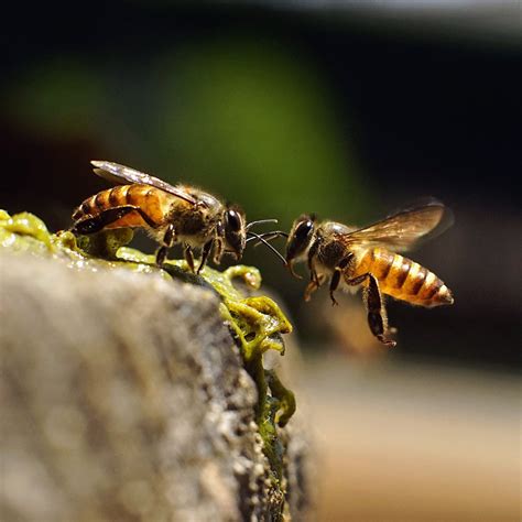 How Do Bees Communicate With One Another At Kenneth Keene Blog