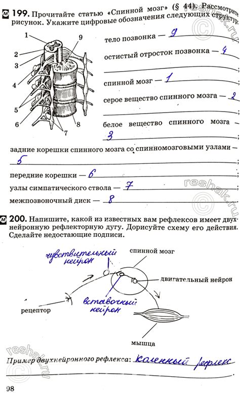 Решено Страница 98 ГДЗ Рабочая тетрадь Колесов Маш 8 класс по биологии с пояснениями