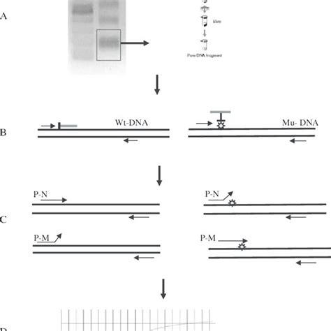 Schematic Illustration Of The Strategy Of Detection Of Thalassemia