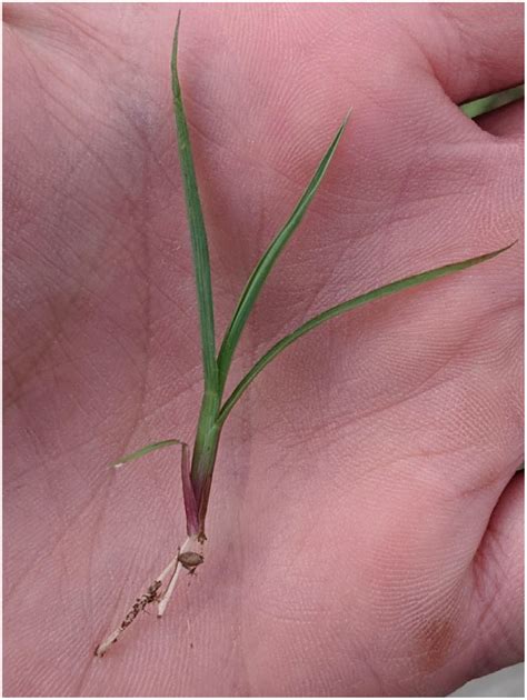 Knotroot Foxtail Setaria Parviflora Poir Kerguélen Seedling With Download Scientific