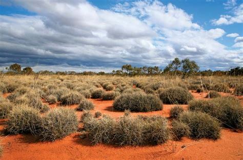 Desert Climate Ecosystems Adaptations Britannica
