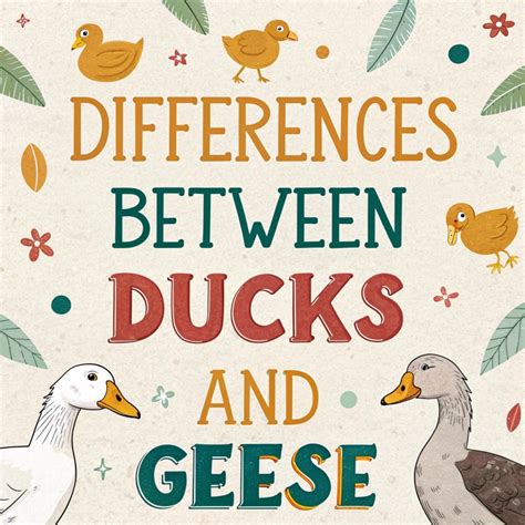 Differences Between Ducks And Geese A Comprehensive Guide