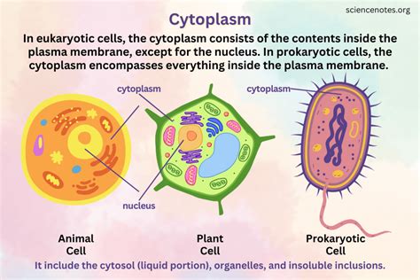 Cytoplasm Definition Function And Location In Cells