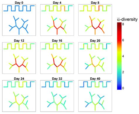 Spatio Temporal Dynamics Of Mean α Diversity Across Linear And