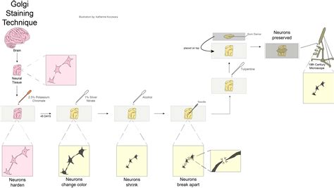 Golgi Staining Technique Embryo Project Encyclopedia