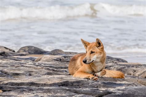 Protecting Kgari Fraser Islands Biodiversity Drop Bear Adventures