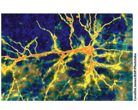 Dorsal Root Ganglion And Cerebral Cortex Diagram Quizlet