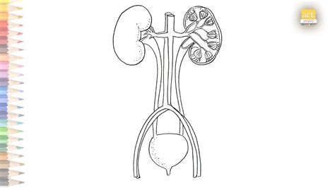 Excretory System Diagram Without Labels Human Excretory System Igcse