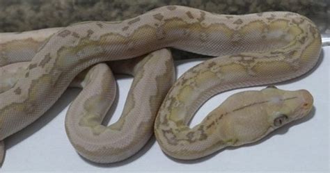 Anerythristic Reticulated Python Here We Are Going To Check Out The Anerythristic Reticulated