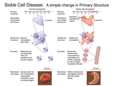 Standards Distinguish Among Proteins Carbohydrates Lipids And