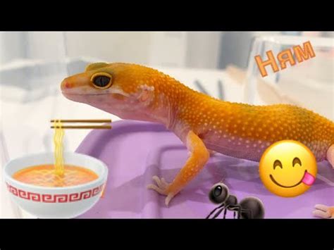 ЭУБЛЕФАР ОХОТИТСЯ! ОХОТА на СВЕРЧКОВ! Кормление геккона эублефара. Как ...