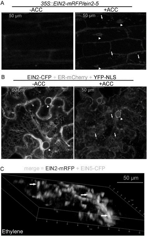 Application Of Ein2 Protein In Inhibiting Gene Expression Eureka