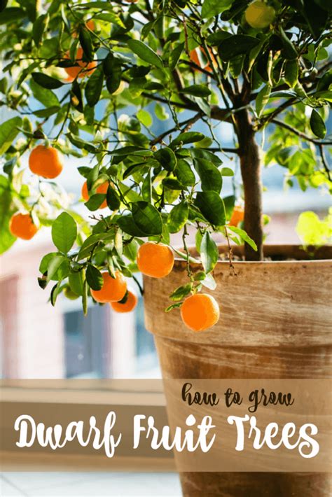 Growing Dwarf Fruit Trees • The Prairie Homestead