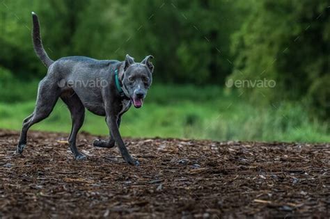A Grey Mixed Breed Dog Trotting From The Left To Right In A Photo With