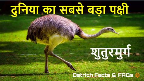 सबसे तेज दौड़ने वाला पक्षी शुतुरमुर्ग के बारे में वैज्ञानिक रोचक तथ्य