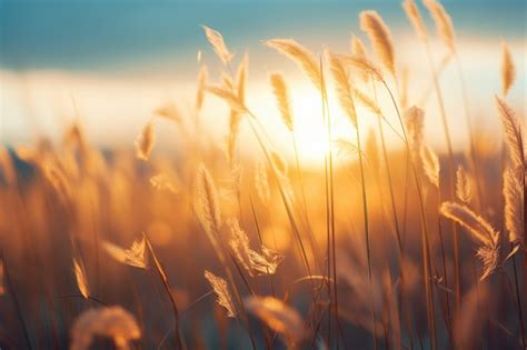 Premium Ai Image Grass In The Field At Sunset