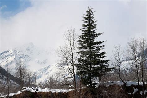 List Of Trees Found In Manali At Carol Peralta Blog