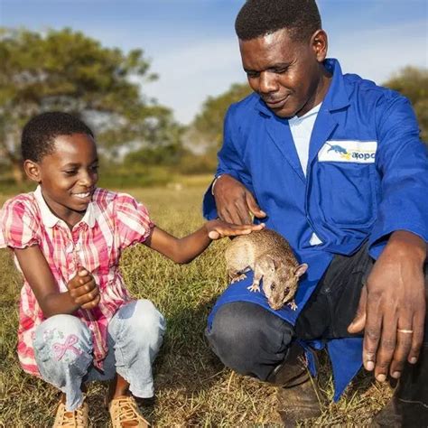 Gambian Pouched Rat Facts Diet Habitat And Pictures On Animaliabio