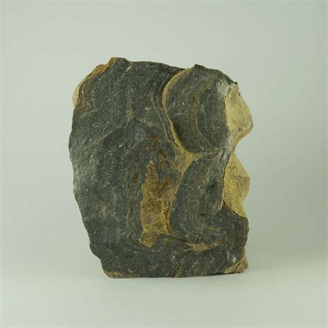 Fossilised Stromatolite Specimens From Bolivia Uk Shop