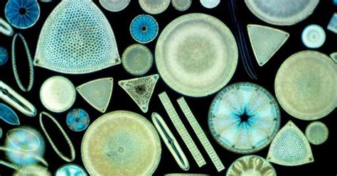 Microbial Classification And Diversity In Eukaryotes Flashcards Quizlet