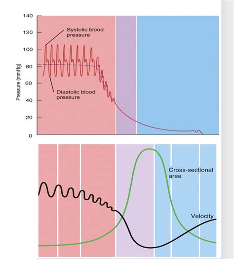 Diagram Of Kin 132 Lecture Exam 1 Cv5 Pt 2 Quizlet