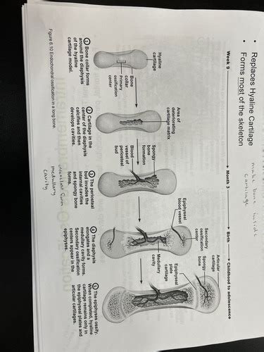 Chapter Part Two Flashcards Quizlet