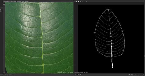 A Free Leaf Node For Substance 3d Designer Leaves Environment Design Learn Art