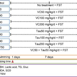 Schematic Workflow Of The Experiment Download Scientific Diagram