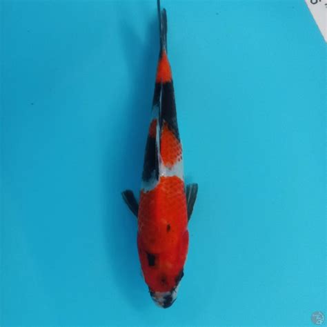 Lelang Koi Showa23 Cm ~ Kaffa Koi Blitar