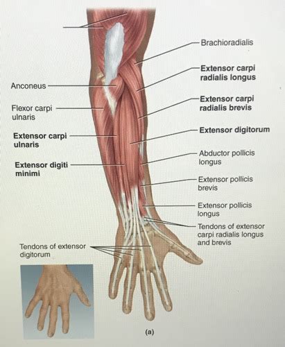 Forearm Extensor Muscles