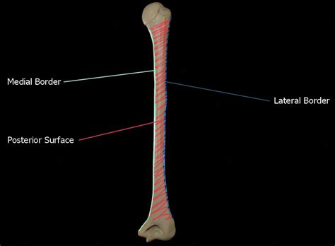 Humerus Posterior View Medial And Lateral Borders And Posterior
