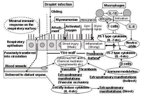 Difference Between Virulence And Pathogenicity Difference Between Virulence Vs Pathogenicity