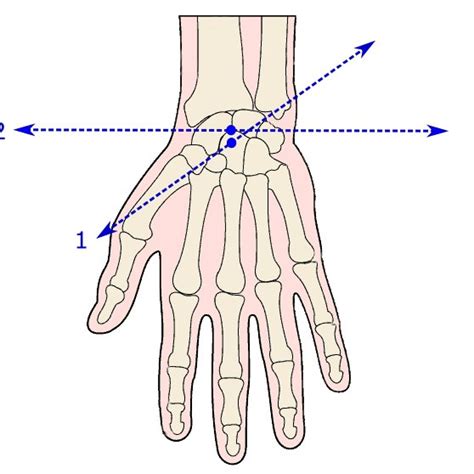 Range Of Motion Radial Deviation At Helen Terpstra Blog
