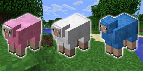 Minecraft Jeb Sheep