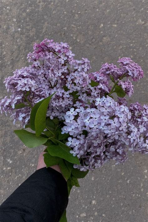 букет сирени Букет сирени Сирень Сирень обыкновенная