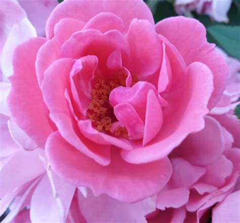 Solve Beautiful Flowers 4🌸🌻🌼🌷⚘🌺🥀🌹 Pink Rose Jigsaw Puzzle Online