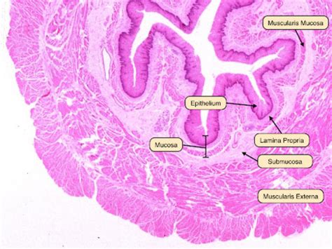 Mucous Membranes And Associated Pathology Flashcards Quizlet