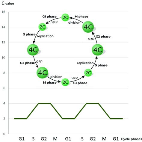 Scheme Of Transition Points Of The Cell Division Cycle With G1 S G2 Download Scientific
