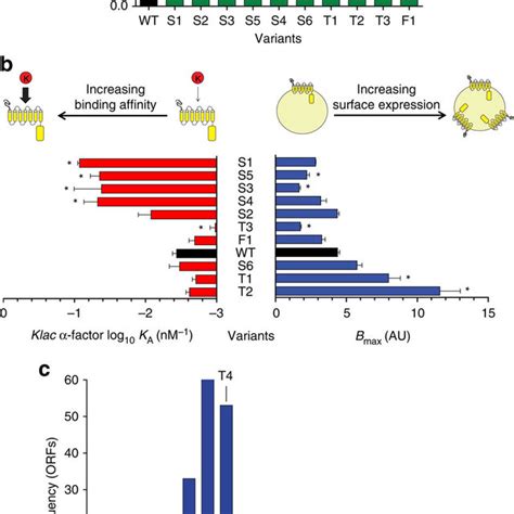 Ligand Binding Affinity And Surface Receptor Expression Suggest