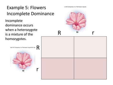 Ppt Understanding Genetic Crosses Genotype Phenotype And Probability Powerpoint