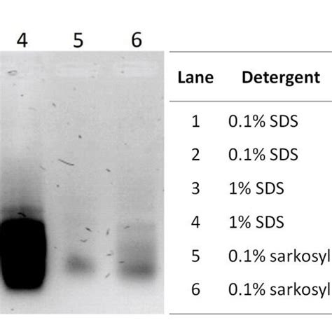 Chromatin Immunoprecipitation Workflow With Checkpoints Indicated By Download Scientific