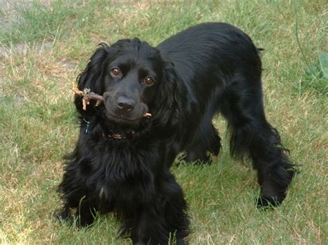 Black English Cocker Spaniel My Doggy Rocks