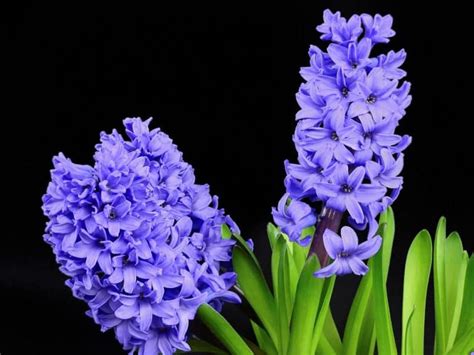 Hyacinth Flower Types And Care Flower Glossary