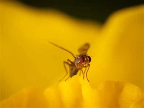 Grass Flies Small Beings