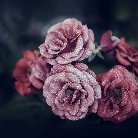 Pink Wallpaper For Ipad Mini