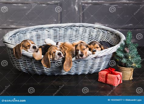 Sex Beaglevalpar Som Sover I Korgen Fotografering För Bildbyråer Bild Av Stamträd Lukta