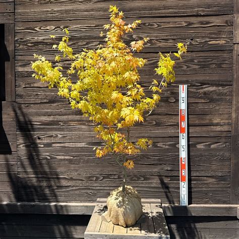 Yahooオークション 《即完売商品》モミジ茜（アカネ）【現品発送】