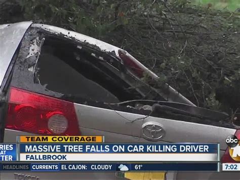 Tree Falls On Moving Vehicle Kills Driver