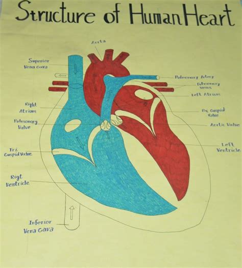 Structure Of Human Heart Human Heart Heart Structure Human
